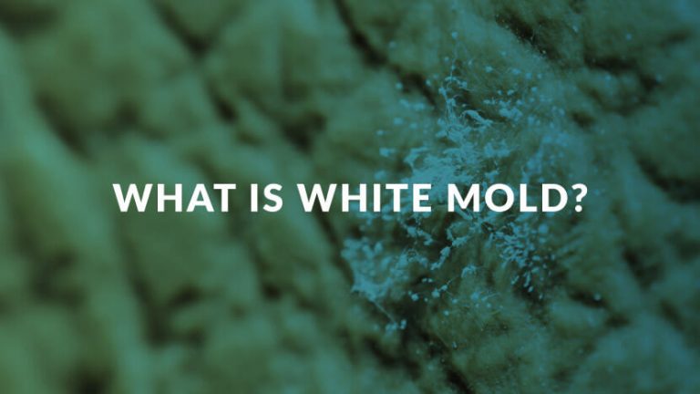 What is White Mold? – How to Identify It