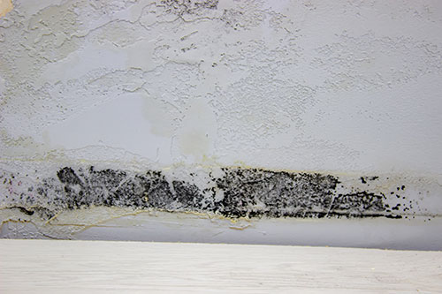 Mold Colors | Understanding Colors of Mold to Protect Yourself