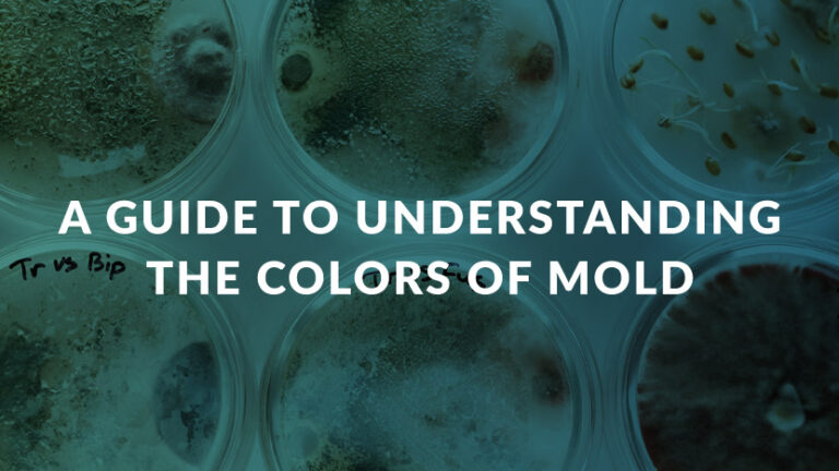 Mold Colors | Understanding Colors of Mold to Protect Yourself