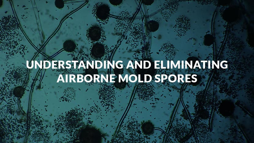 Understanding and Eliminating Airborne Mold Spores | Protect Your ...